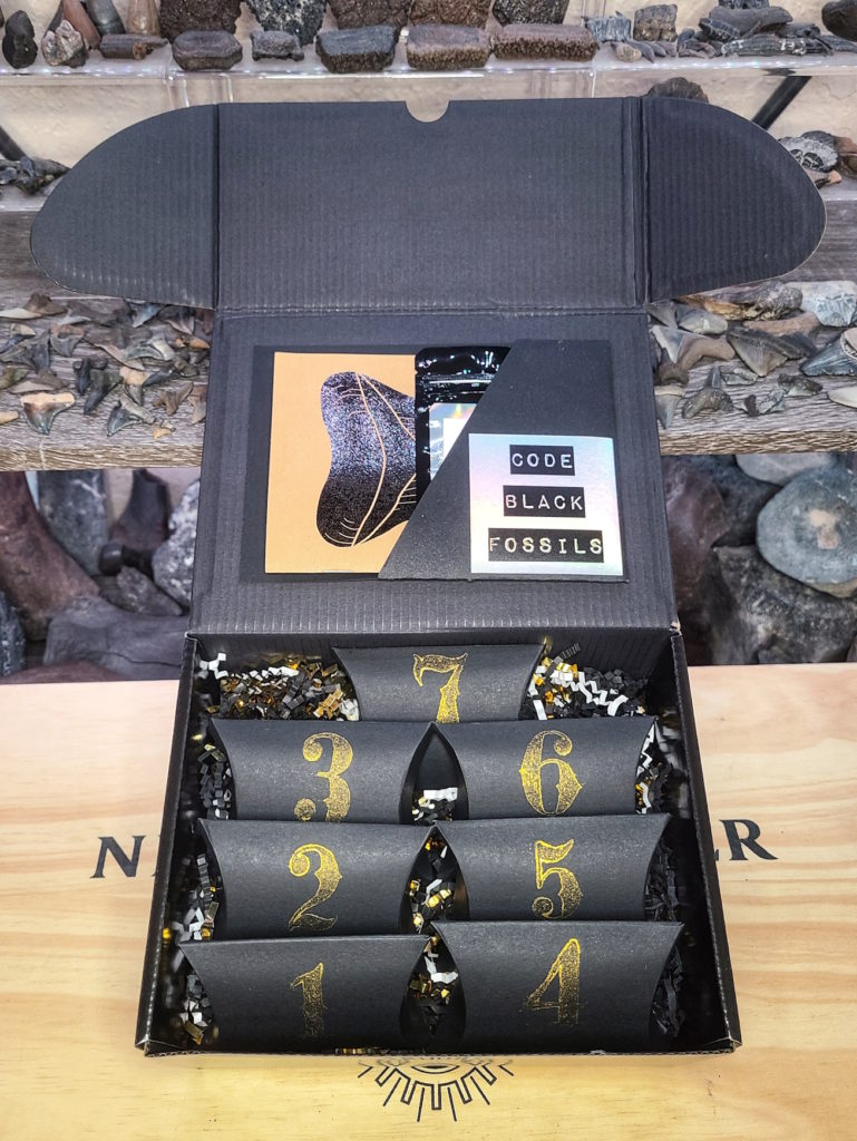 "Shark Attack Pack" Fossil Advent Calendar (7 Day) - Code Black Fossils