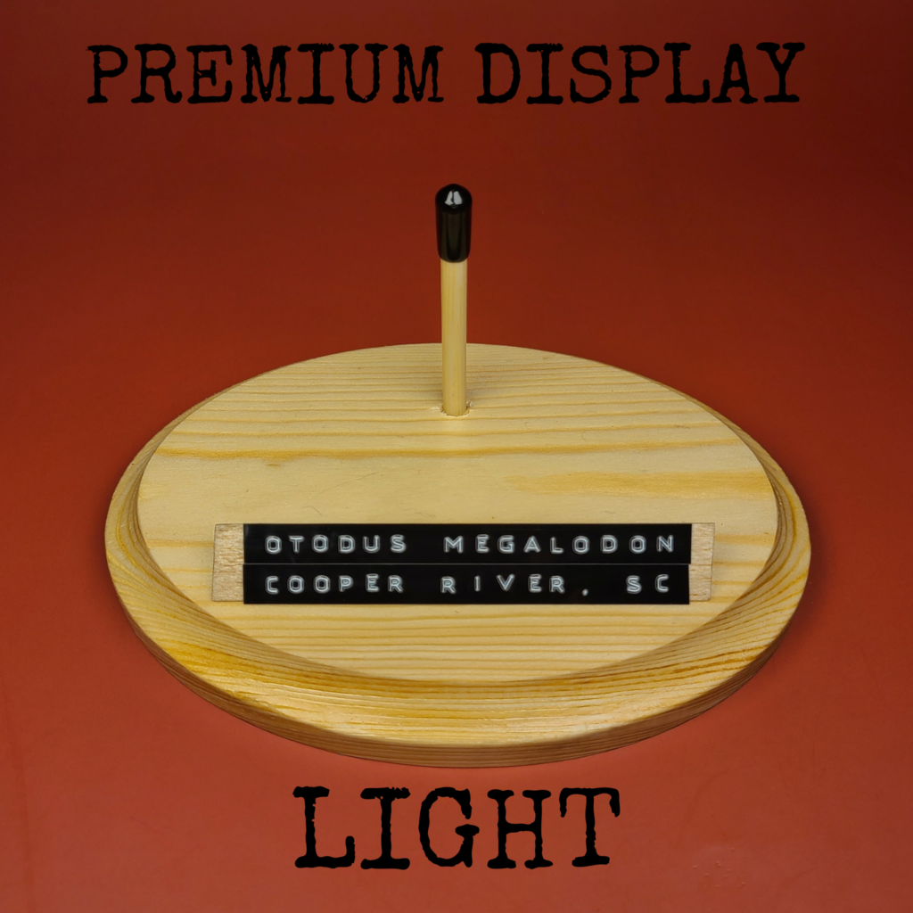 Premium Megalodon Displays - Code Black Fossils