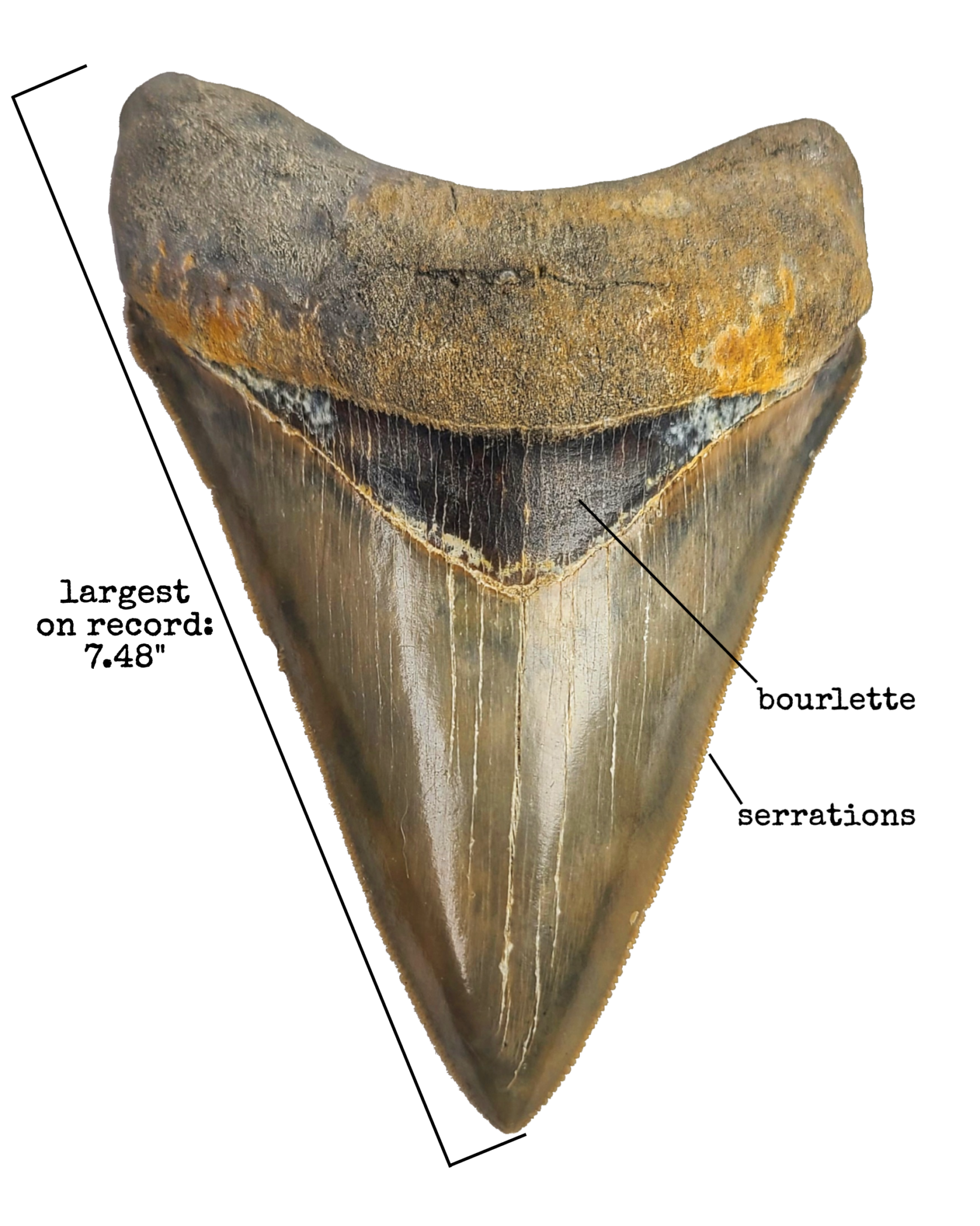 ID Guide - Code Black Fossils