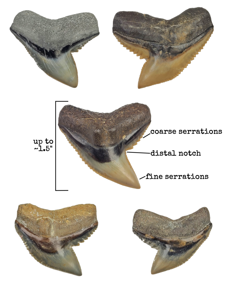 ID Guide - Code Black Fossils