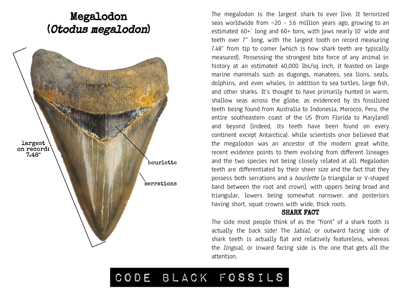 "Premium Pack" Fossil Dig Kit - Code Black Fossils