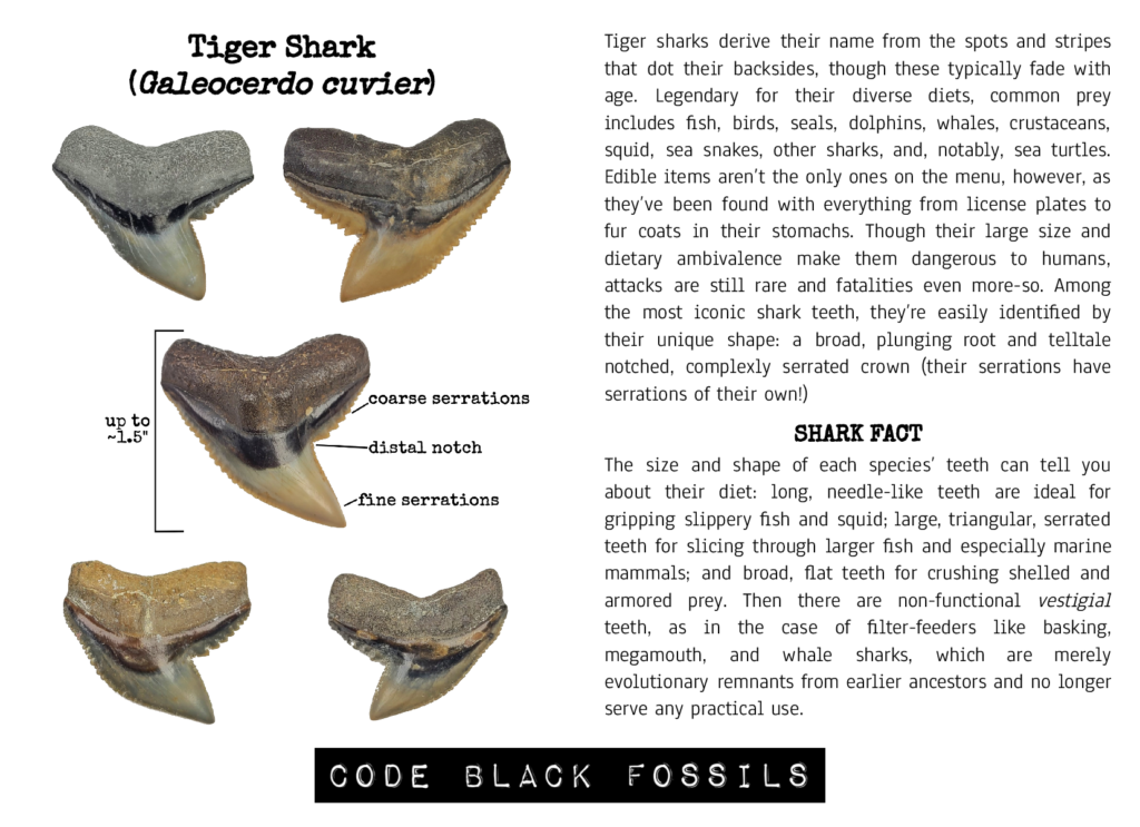 "Premium Pack" Fossil Dig Kit - Code Black Fossils