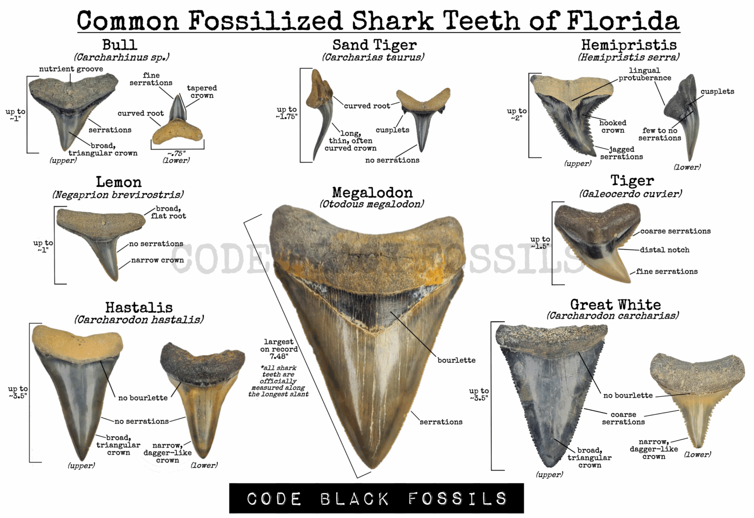 ID Guide - Code Black Fossils