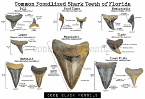ID Guide - Code Black Fossils
