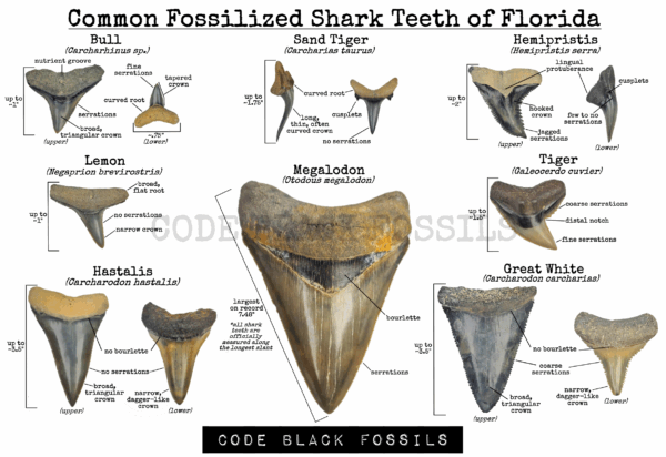 ID Guide - Code Black Fossils